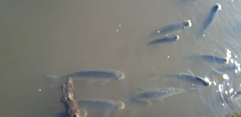 Alerta por la mortandad masiva de peces