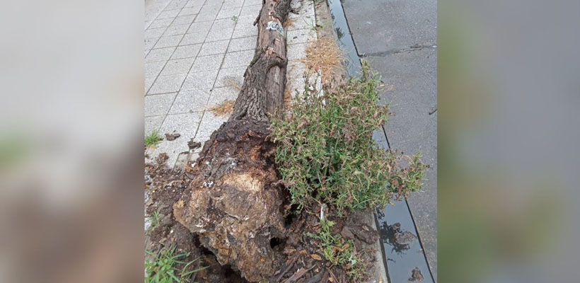 “Peligro de Caída”: Lo que el viento dejó