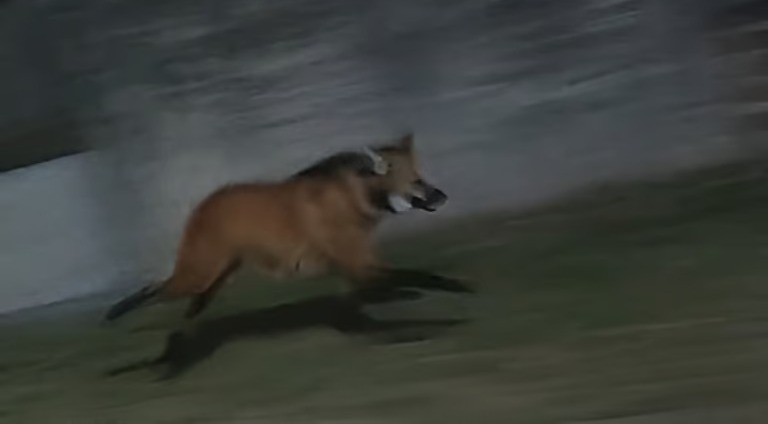 Confirman que el aguará guazú avistado es el liberado en Vuelta de Obligado