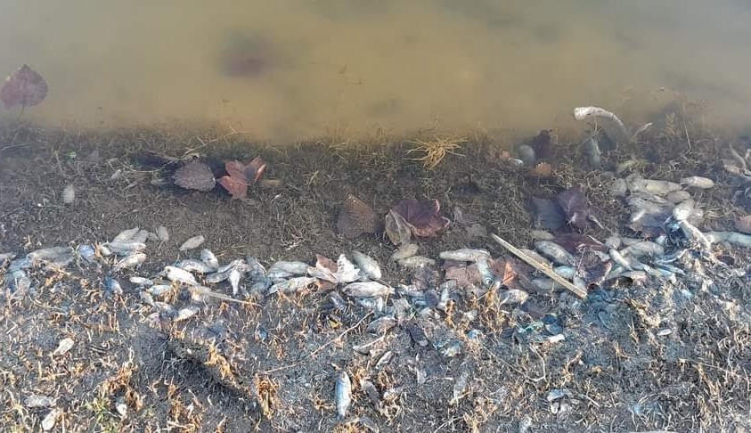 Peces muertos y podridos en el parque Belgrano